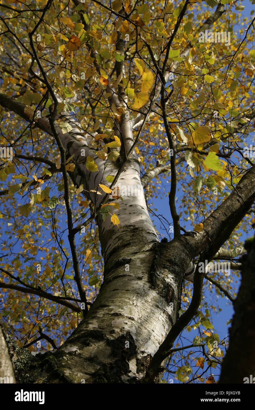Birch foliage / Leaves of birch in forest Stock Photo - Alamy