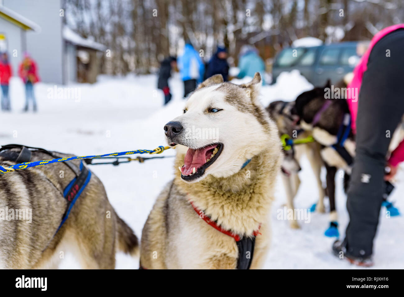 View of Husky digs with a sleigh Stock Photo - Alamy