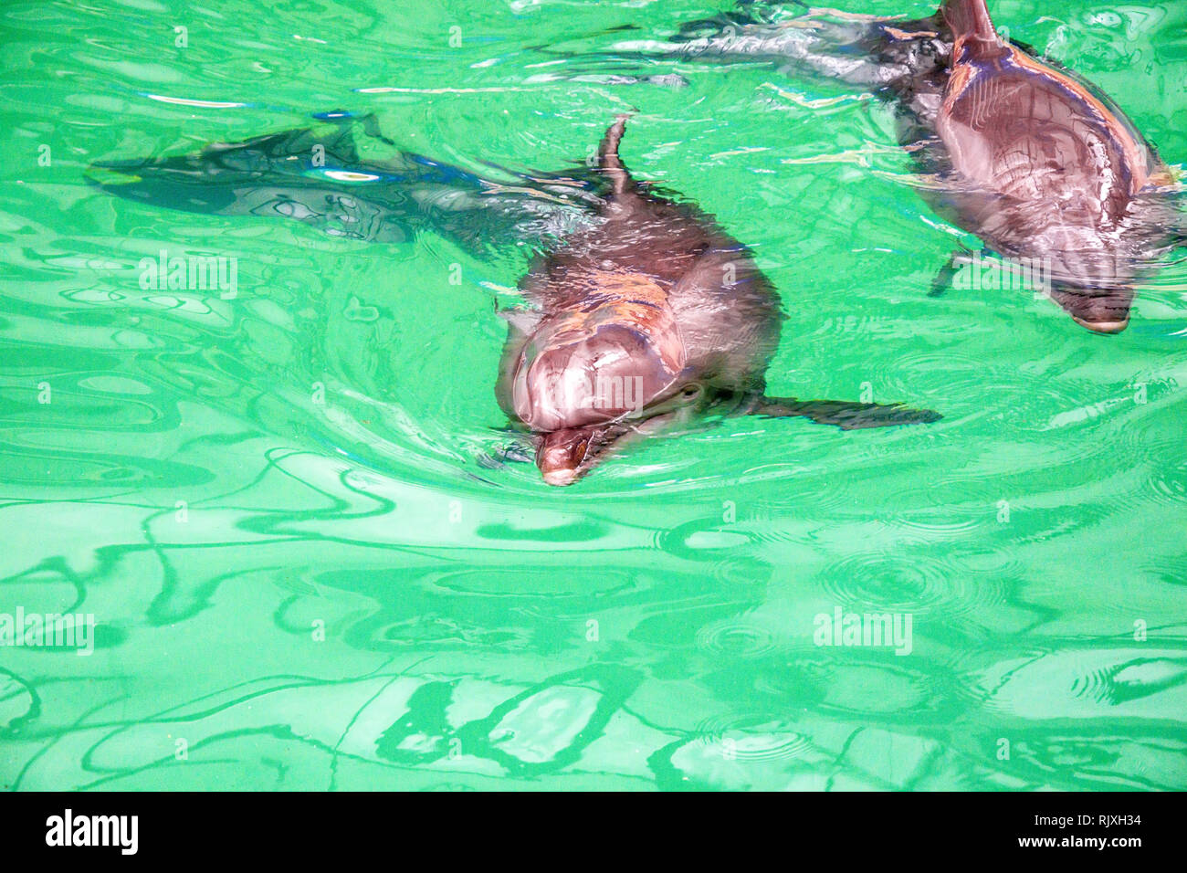 Close up cute lovely dolphin swimming in pool in dolphinarium Stock ...