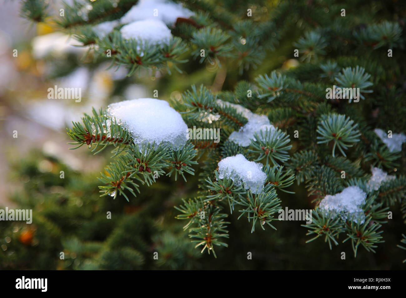 Coniferous trees in forest / Needles close-up Stock Photo - Alamy