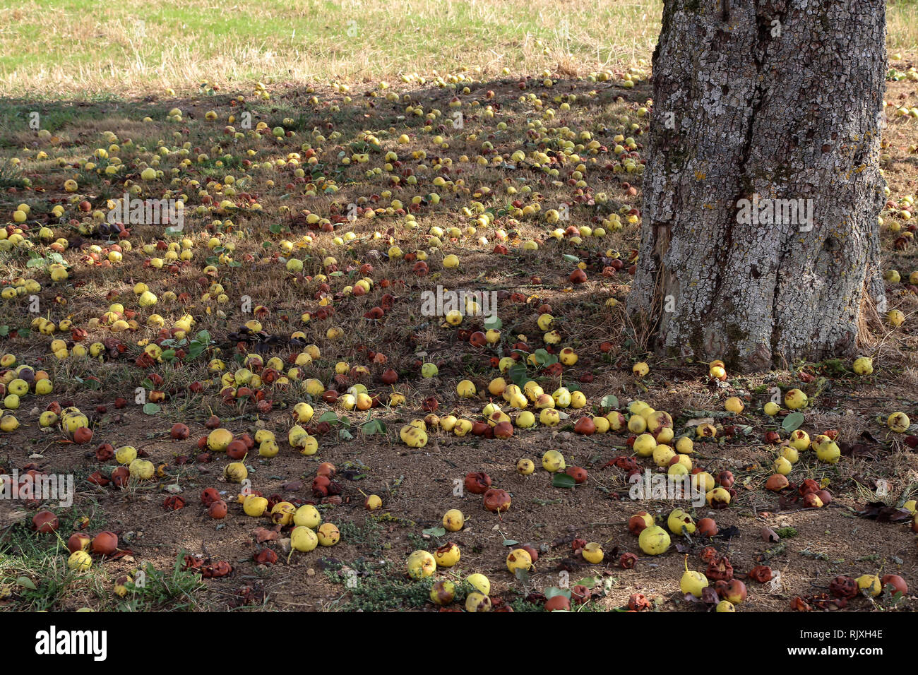 Falling fruits of wild pears Stock Photo - Alamy