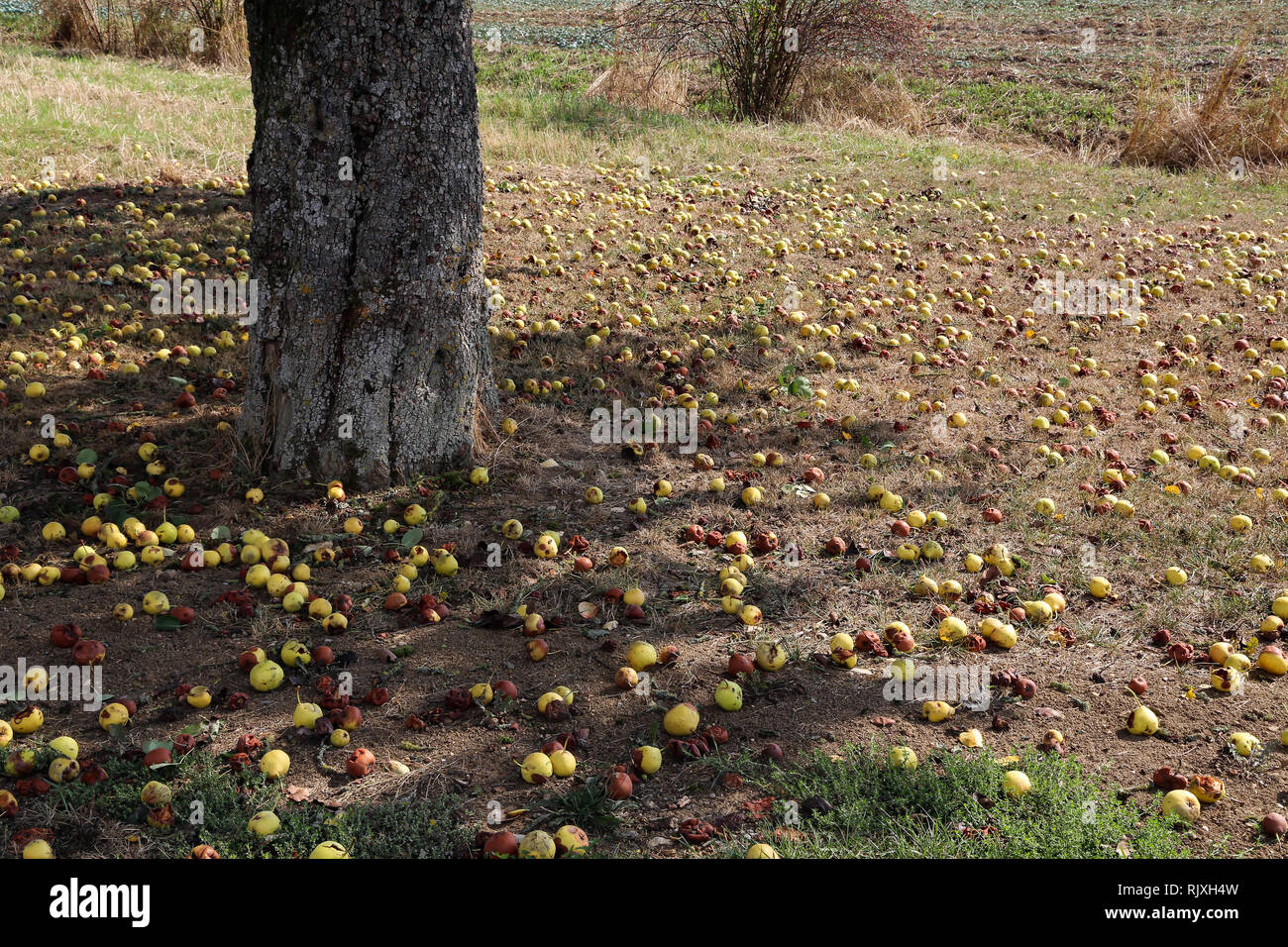 Falling fruits of wild pears Stock Photo - Alamy