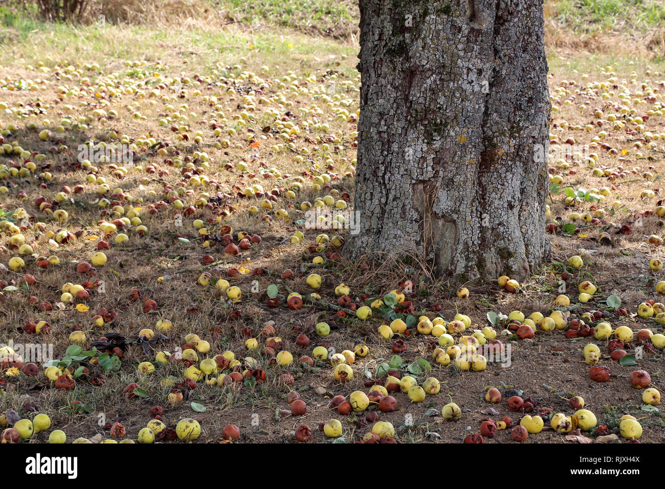 Falling fruits of wild pears Stock Photo - Alamy