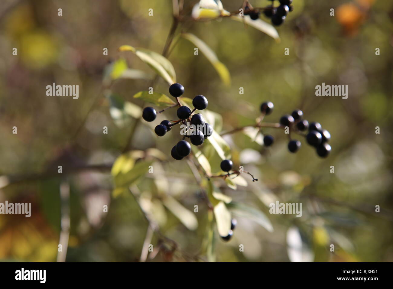 Bushes color edible fruit hi-res stock photography and images - Alamy