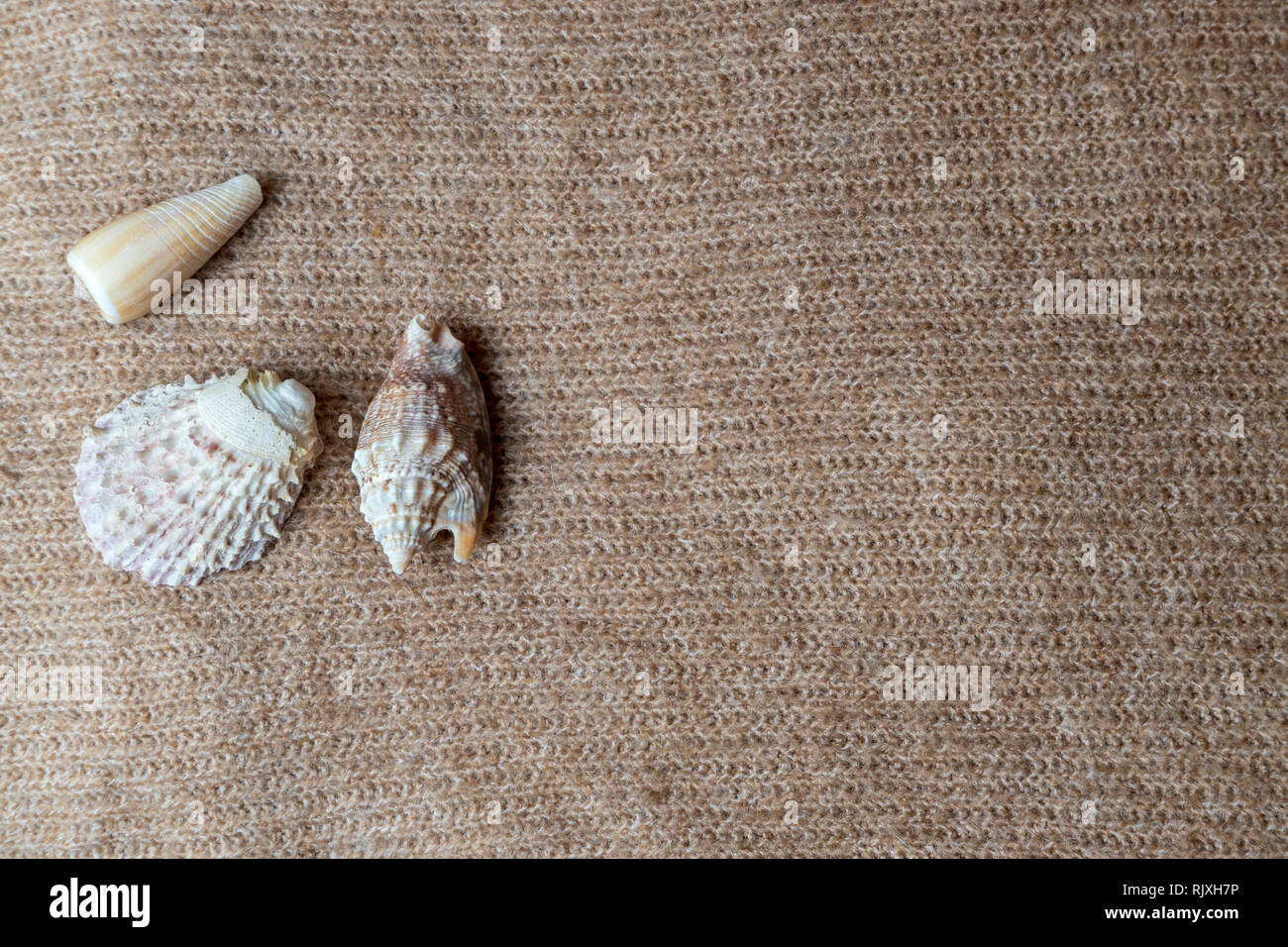Sea shells on texture. Summer background. Top view Stock Photo - Alamy