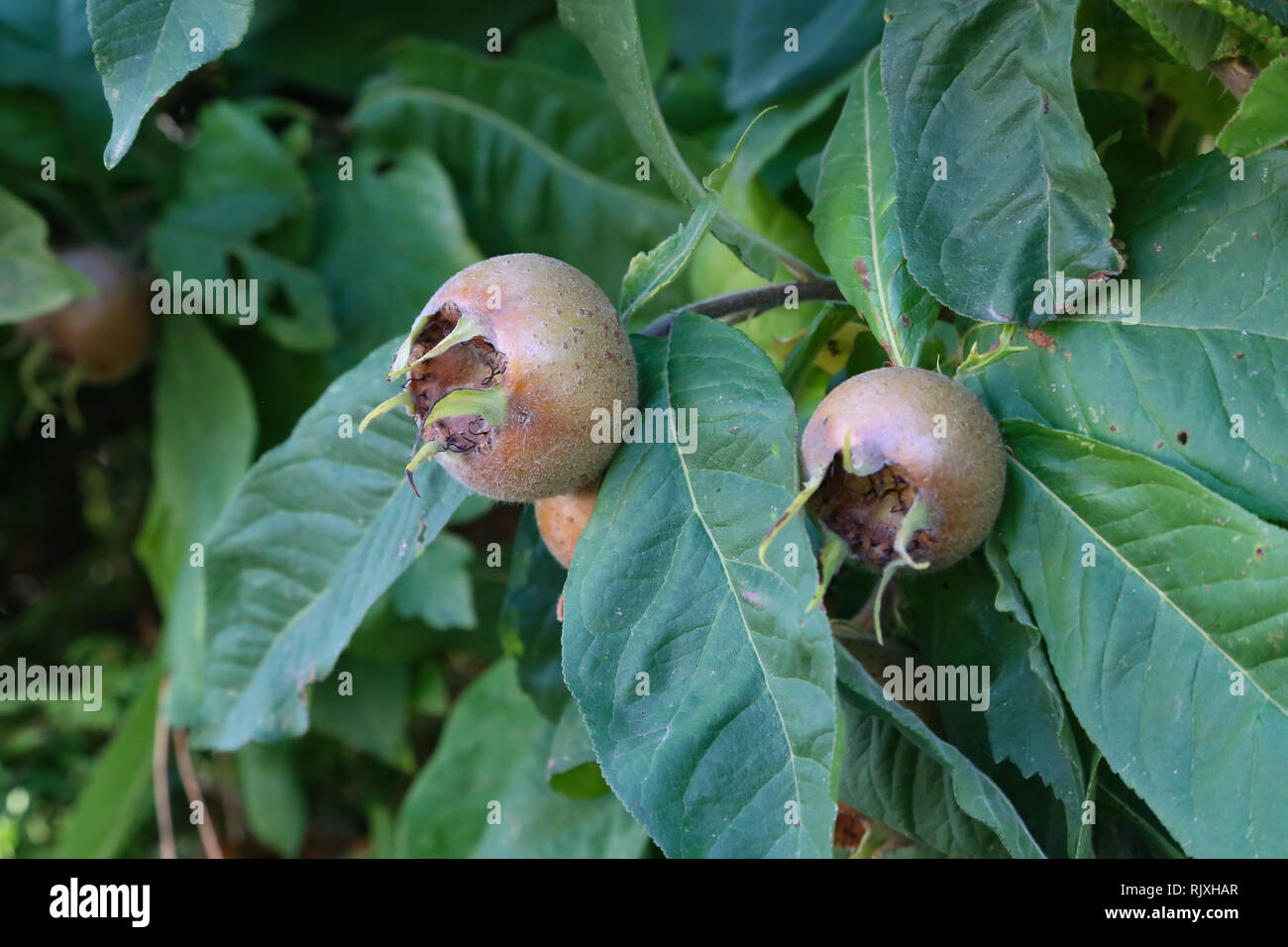 Fruit of Mespilus germanica, also named common medlar at a tree Stock ...
