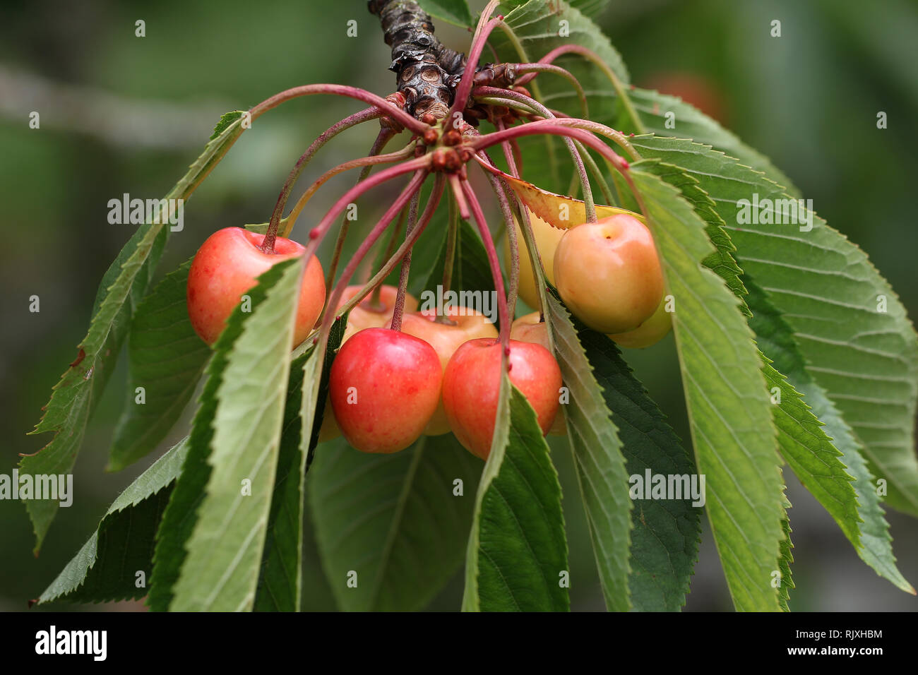 Cherries hanging on a cherry tree branch Stock Photo - Alamy