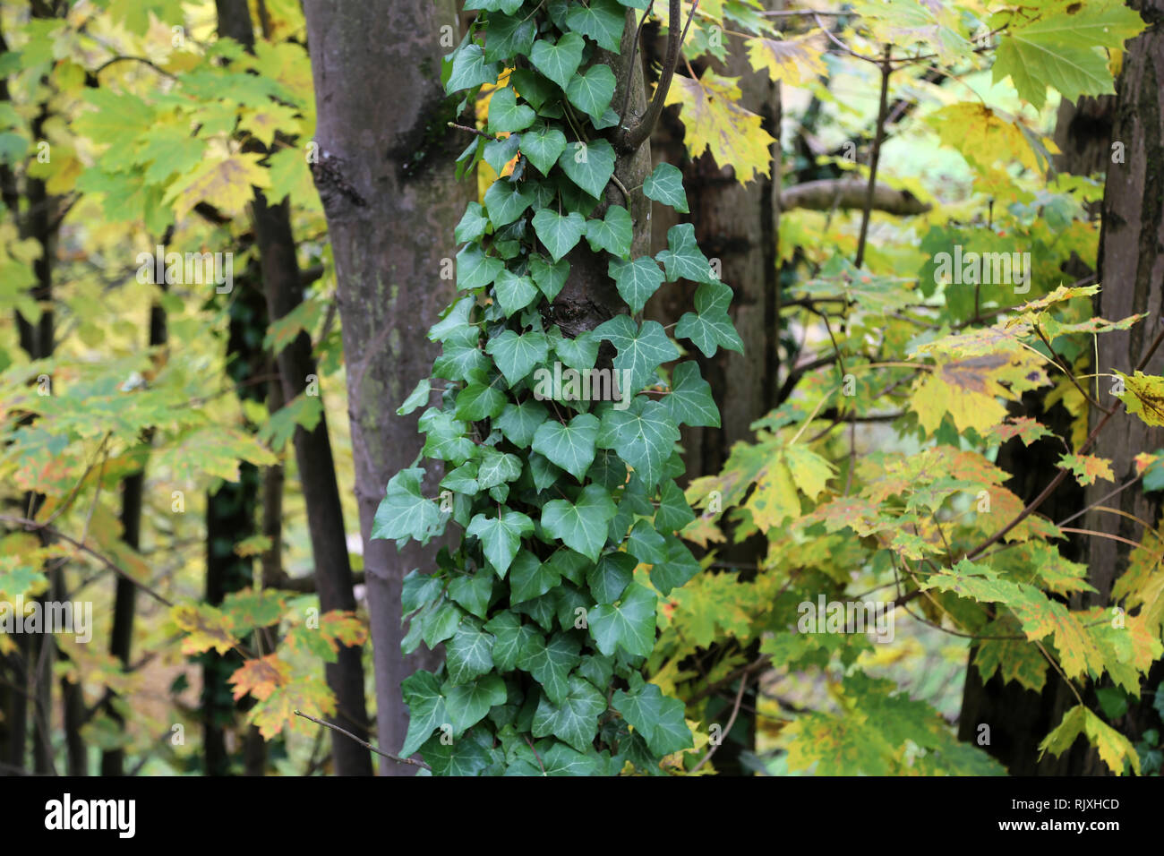 creeping shrubs clinging to their adventitious roots Stock Photo - Alamy