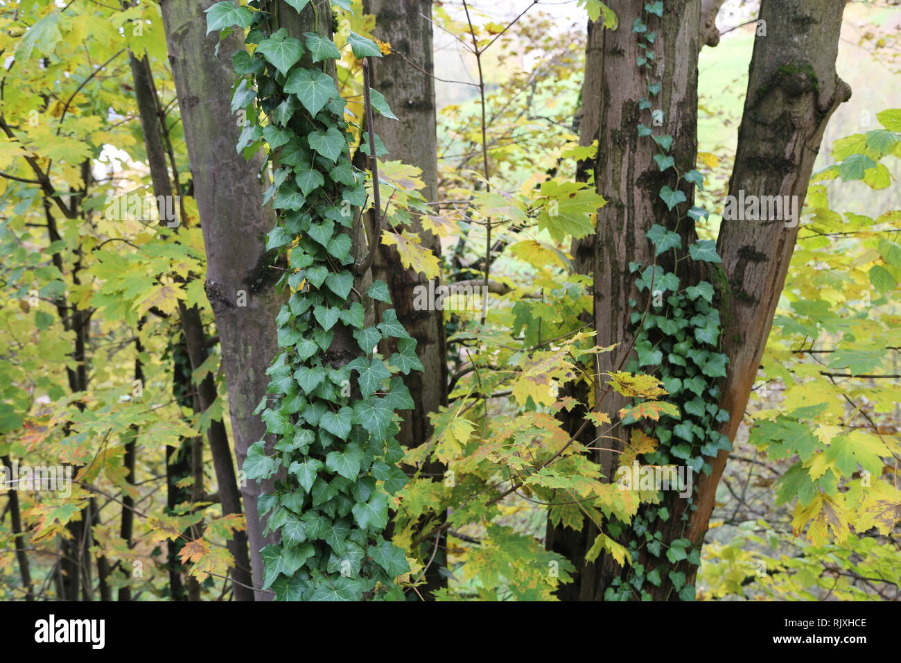 Hedera helix roots adventitious hi-res stock photography and images - Alamy