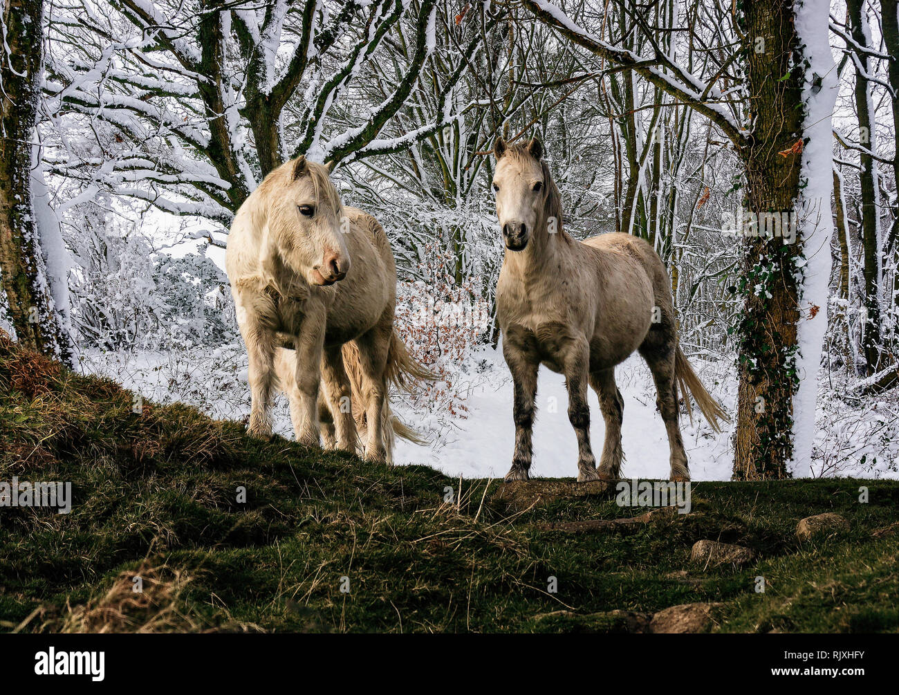 Two welsh pony standing hi-res stock photography and images - Alamy