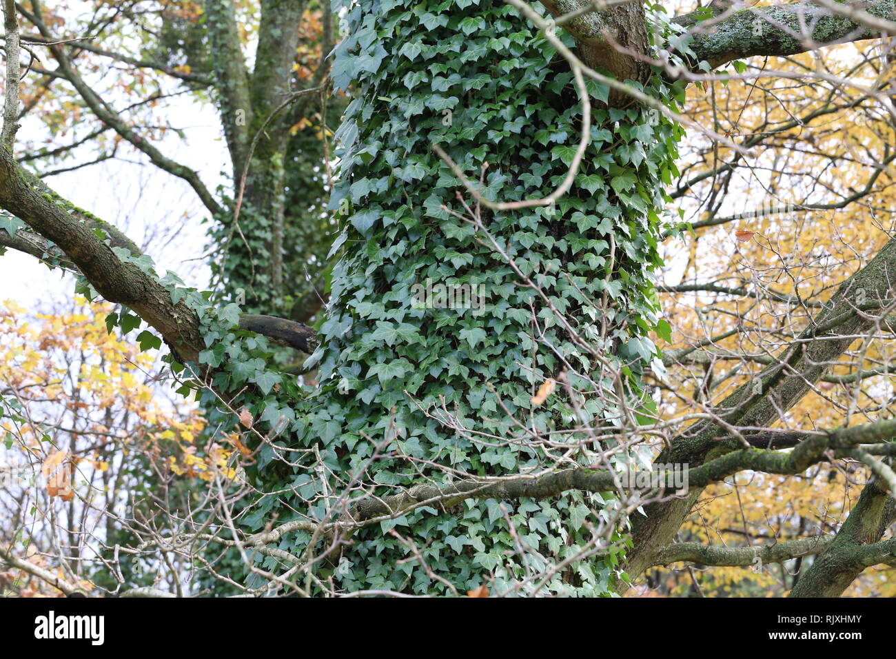 creeping shrubs clinging to their adventitious roots Stock Photo - Alamy