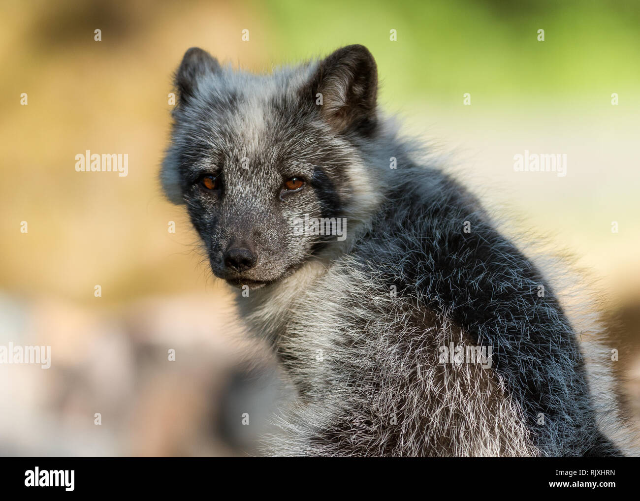 Polar Fox in the forest Stock Photo - Alamy
