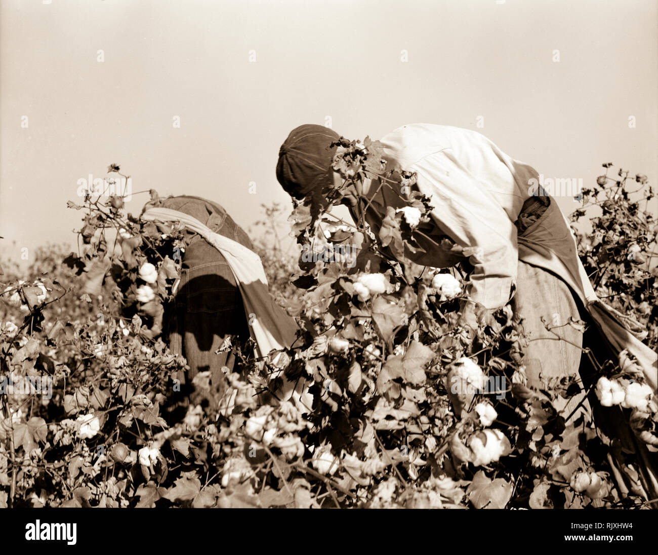 Back breaking stoop laborers pick cotton during harvest Stock Photo - Alamy