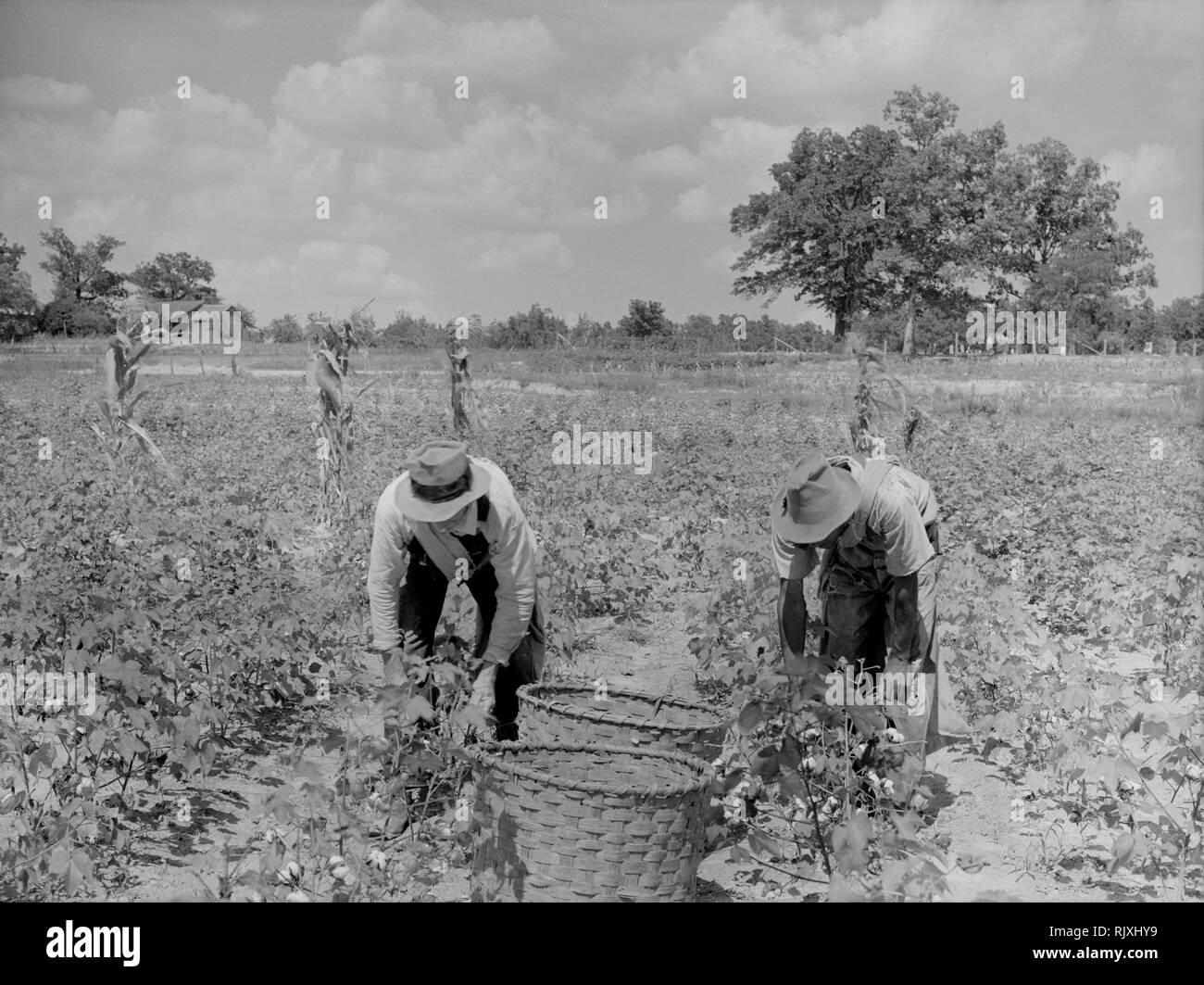 Back Breaking Labor High Resolution Stock Photography and Images - Alamy