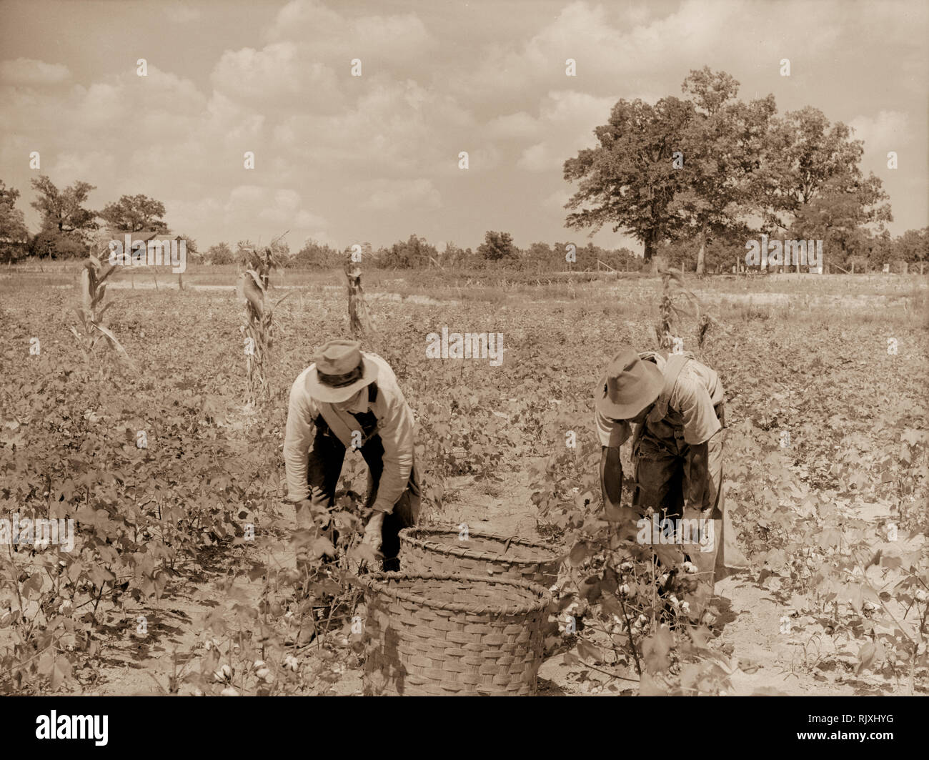 Back Breaking Labor High Resolution Stock Photography and Images - Alamy