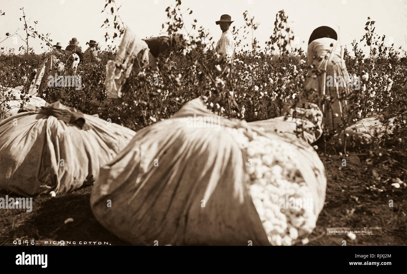 Cotton field pickers hi-res stock photography and images - Alamy