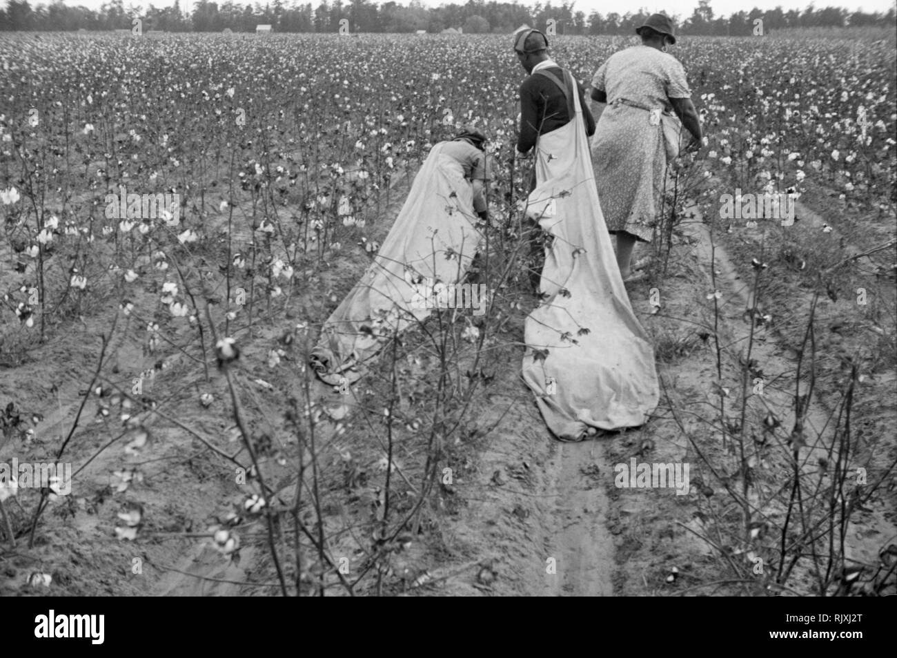 South african drag Black and White Stock Photos & Images - Alamy