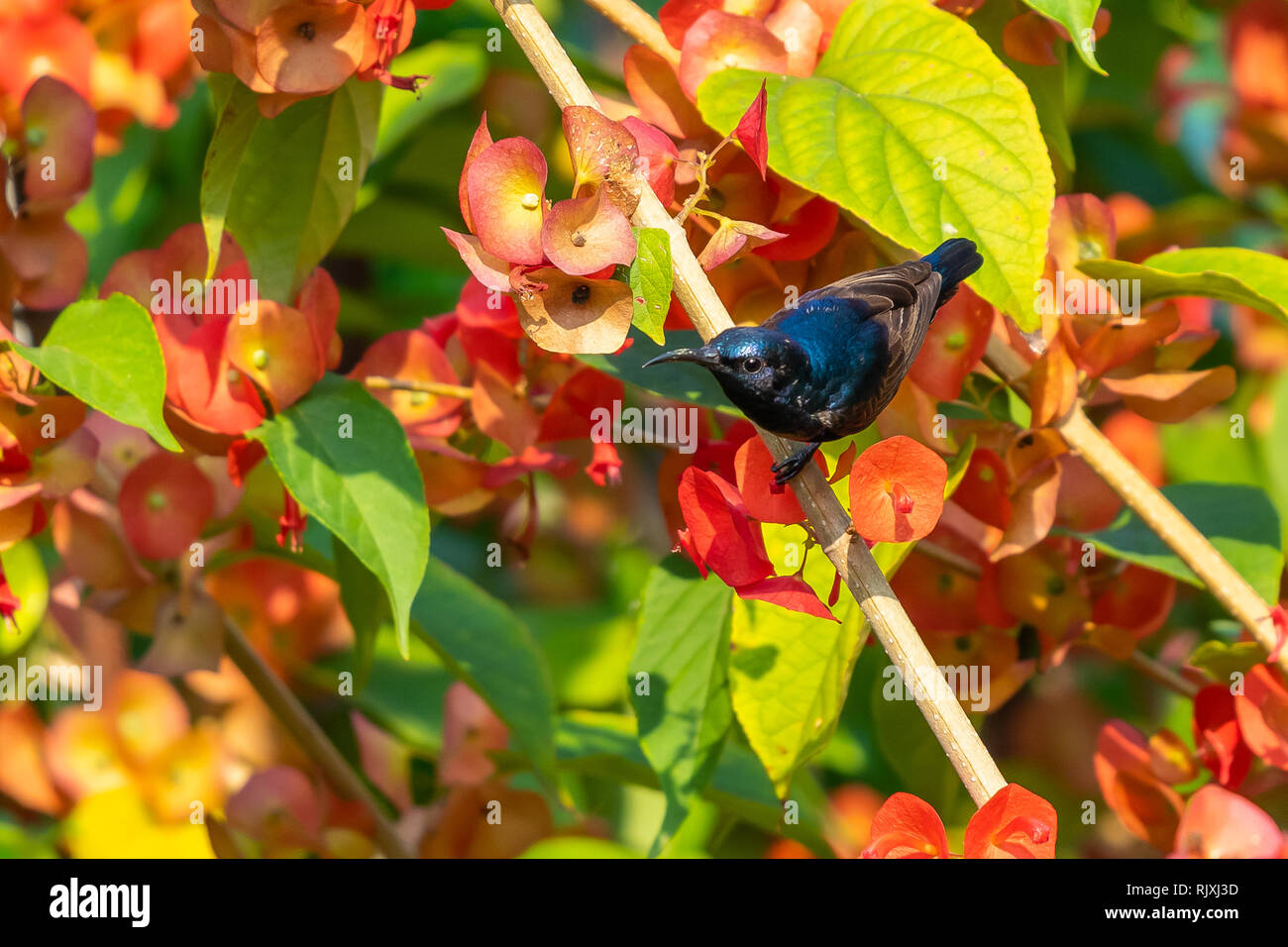Male Purple Sunbird perching isolated on Orange Chinese Hat Plant Stock ...