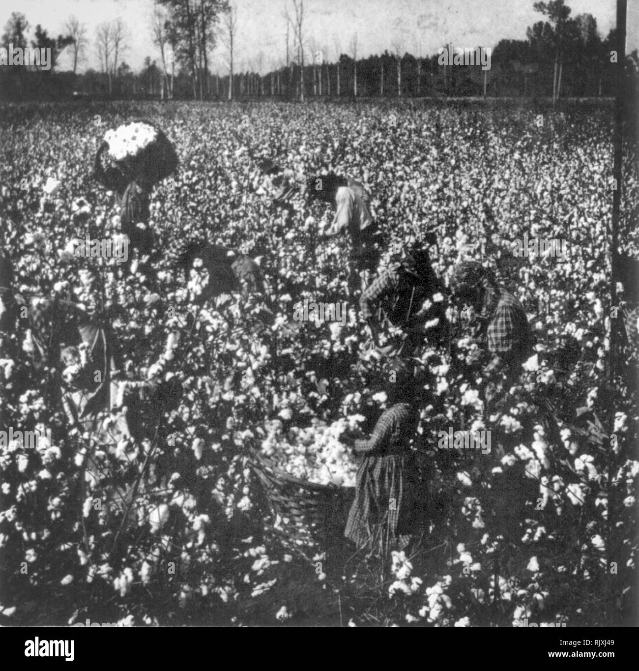 Back Breaking Labor High Resolution Stock Photography and Images - Alamy