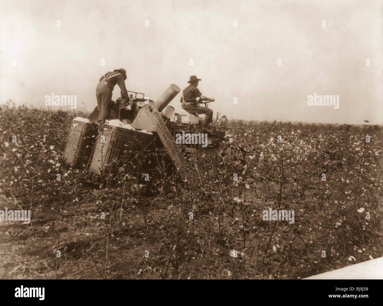 Mechanized cotton picking with a tractor Stock Photo - Alamy
