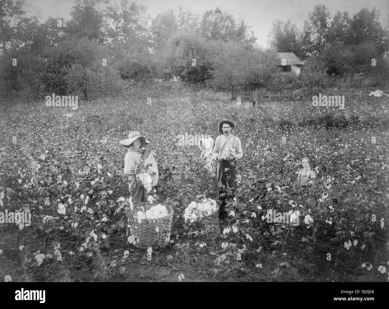 Picking cotton Black and White Stock Photos & Images - Alamy