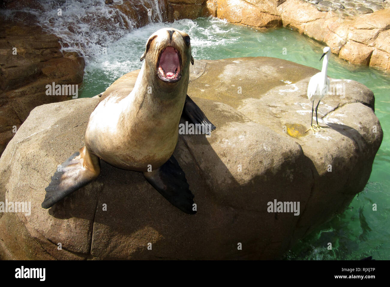 A walrus barks while tourists look on at a local zoo Stock Photo - Alamy