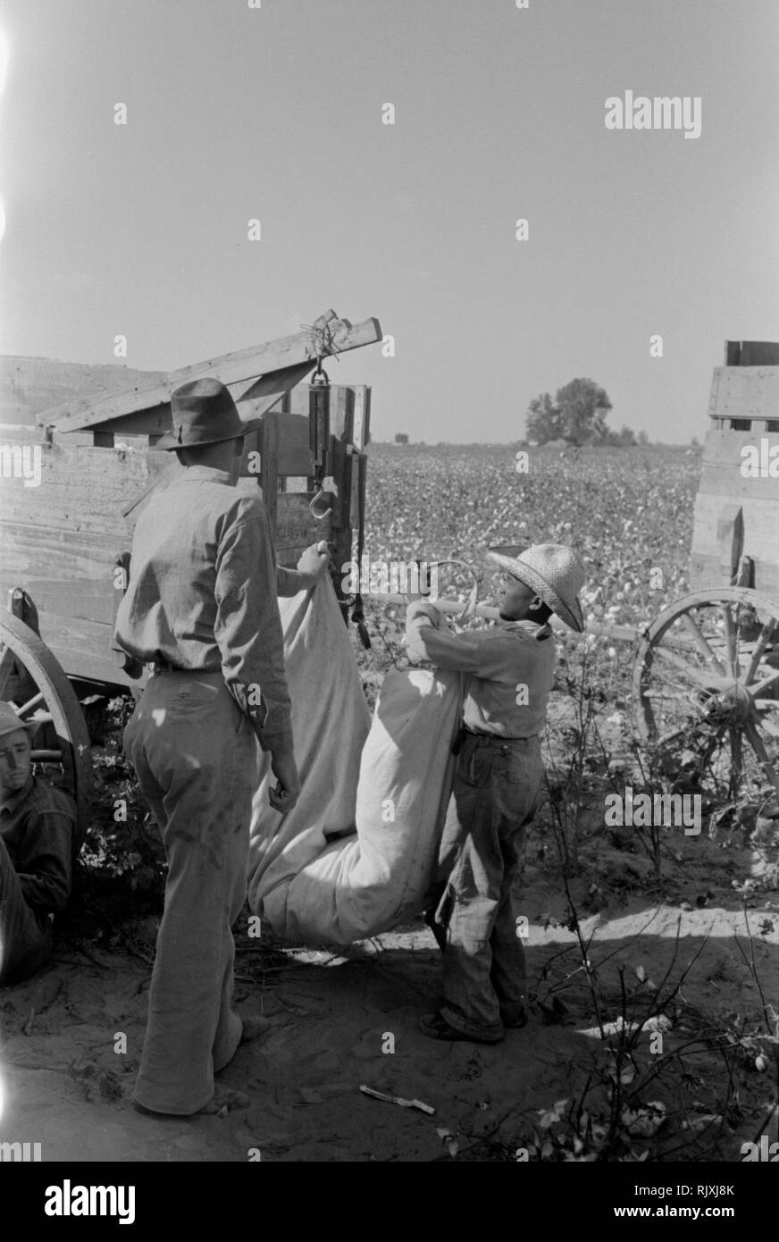Cotton pickers weighing cotton in the field during harvest Stock Photo ...
