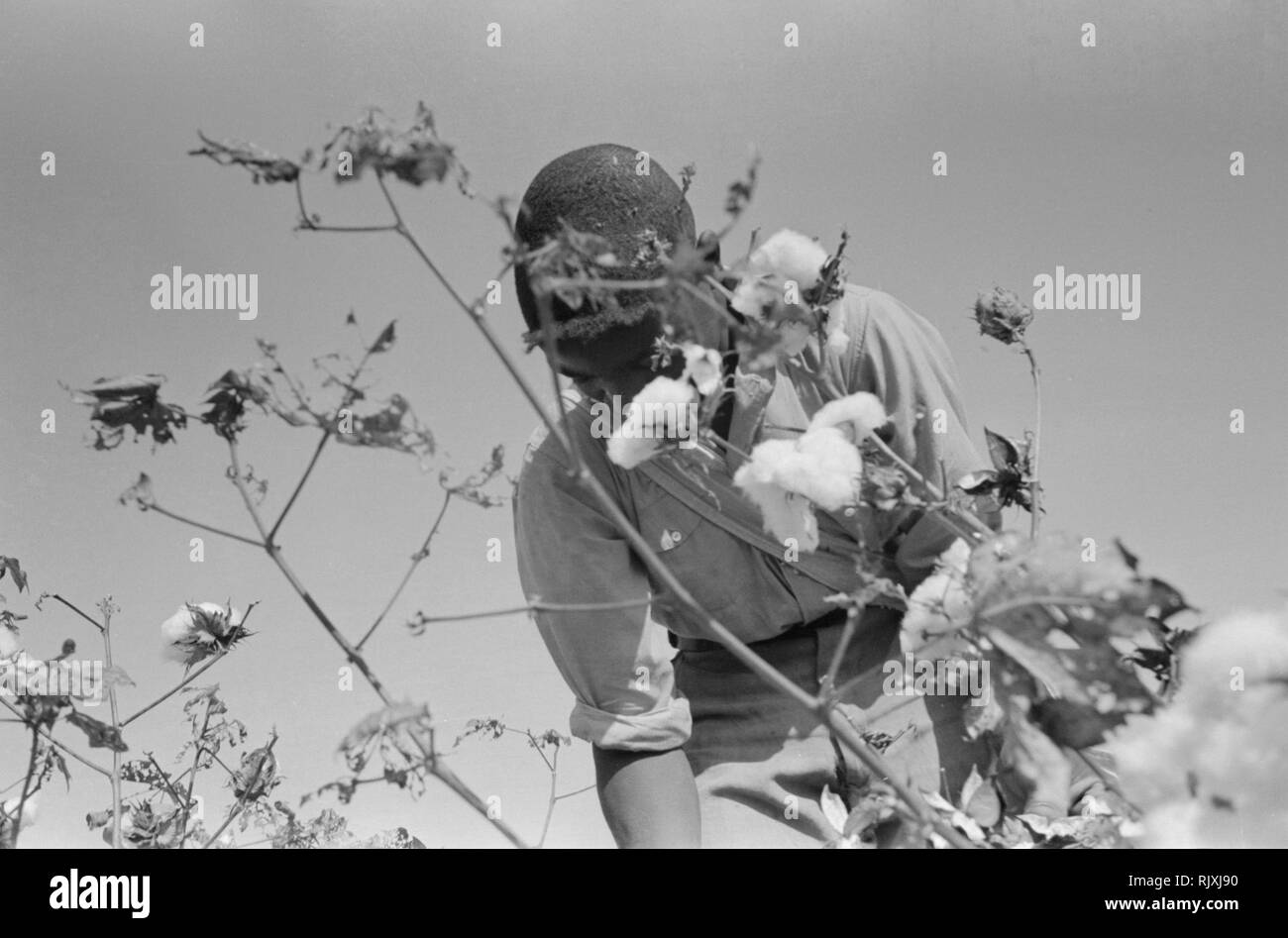 Cotton Picker Black and White Stock Photos & Images - Alamy