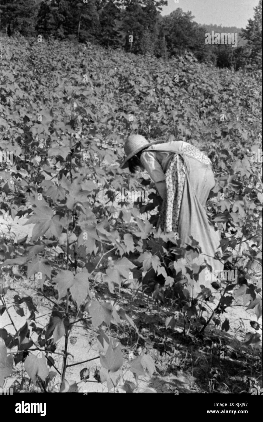 Back Breaking Labor High Resolution Stock Photography and Images - Alamy