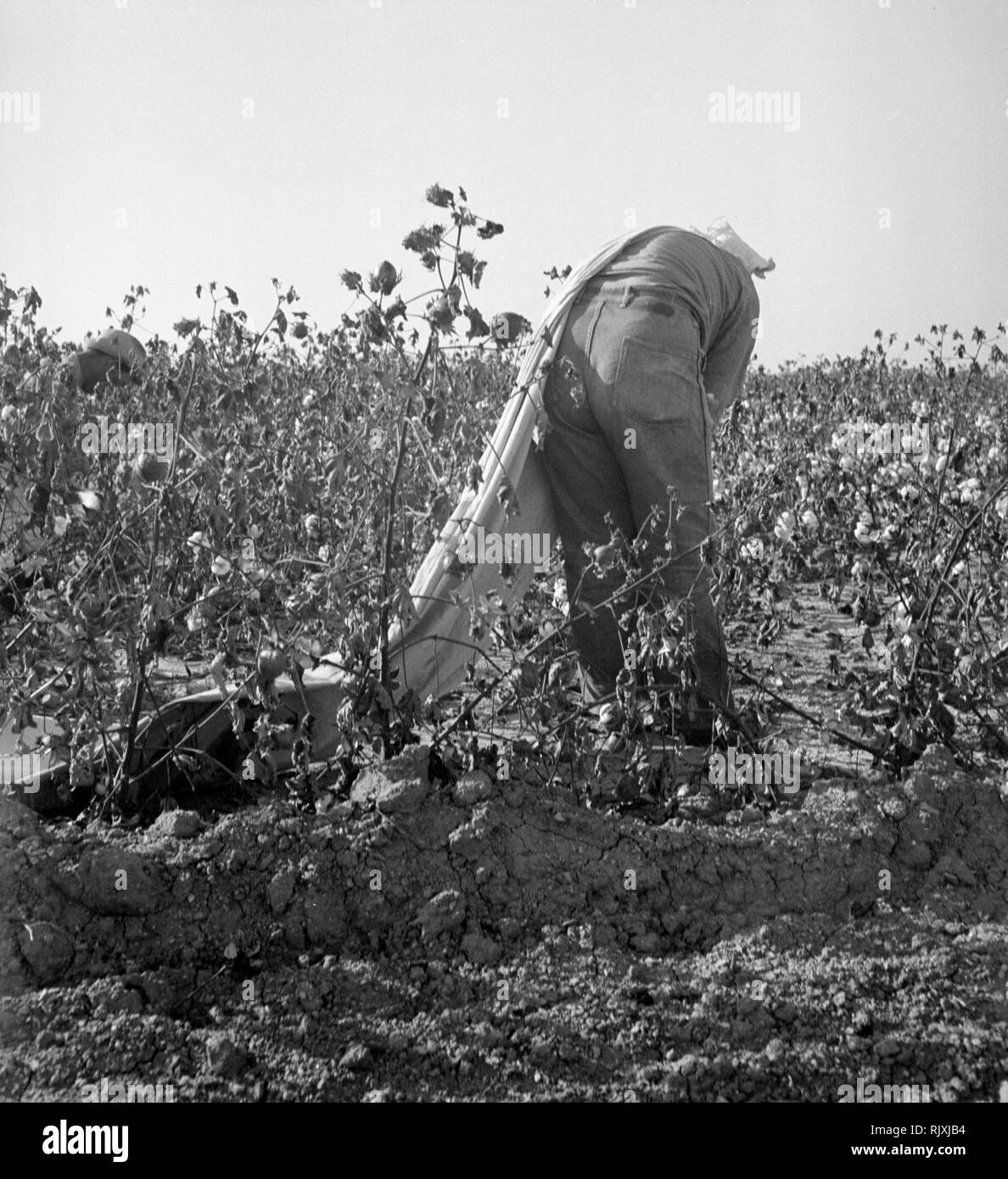 Picking cotton Black and White Stock Photos & Images - Alamy