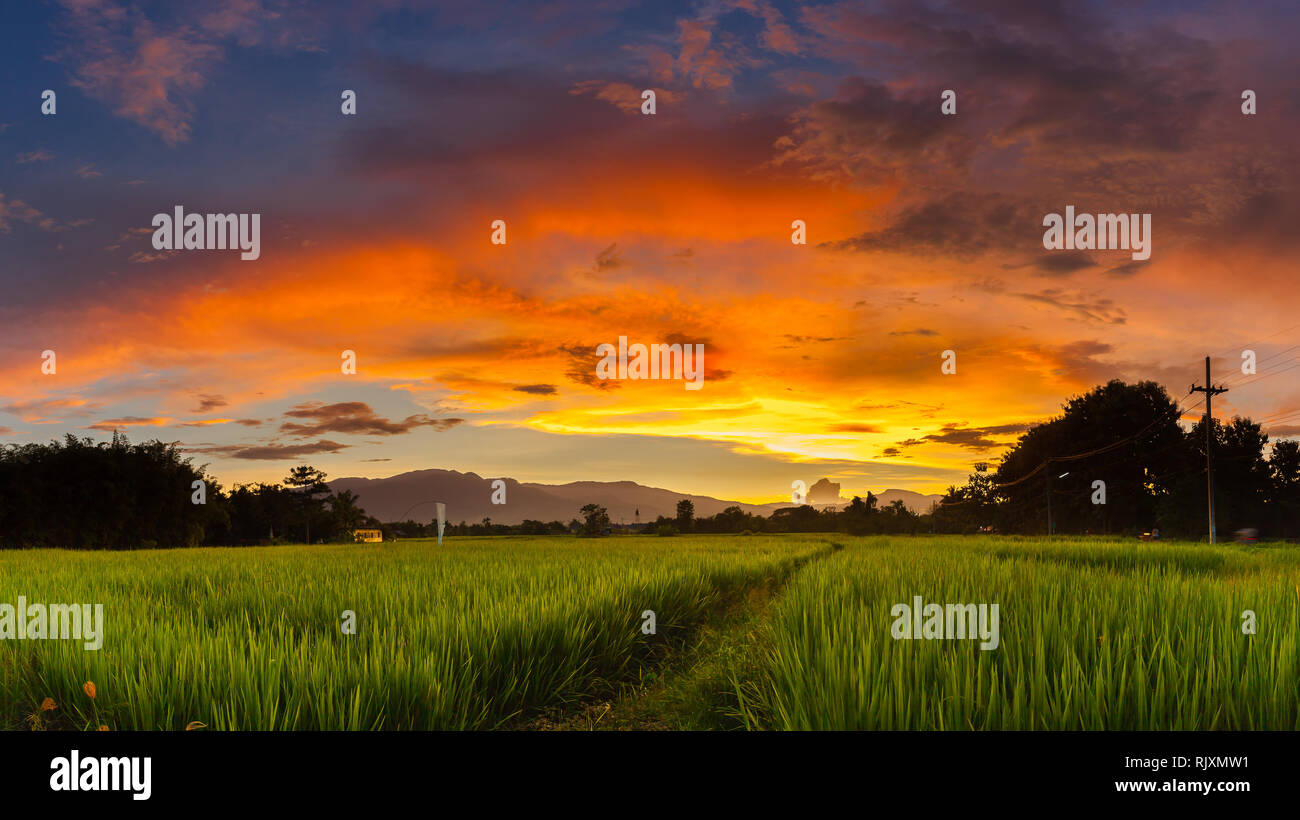 Rice terraces in mountains at sunset, Bali Indonesia Stock Photo - Alamy