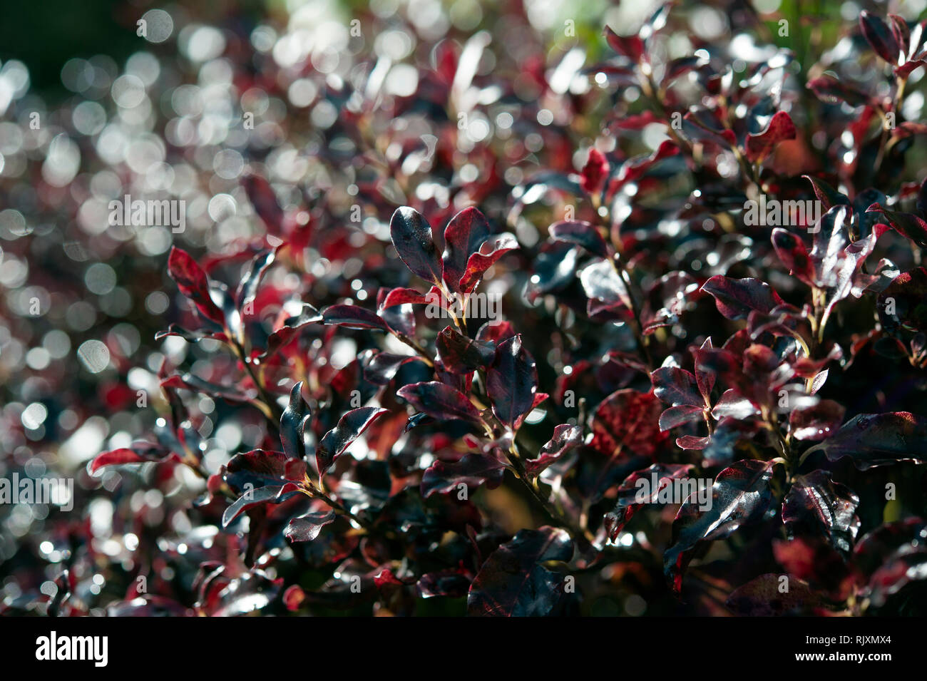 Bunclody, Wexford, Ireland, Europe Stock Photo - Alamy