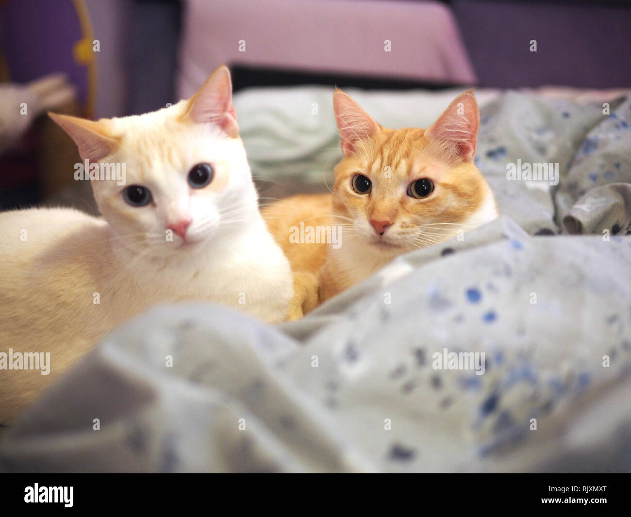 Mitzie the flame point Siamese snuggling with Mika the orange tabby on ...