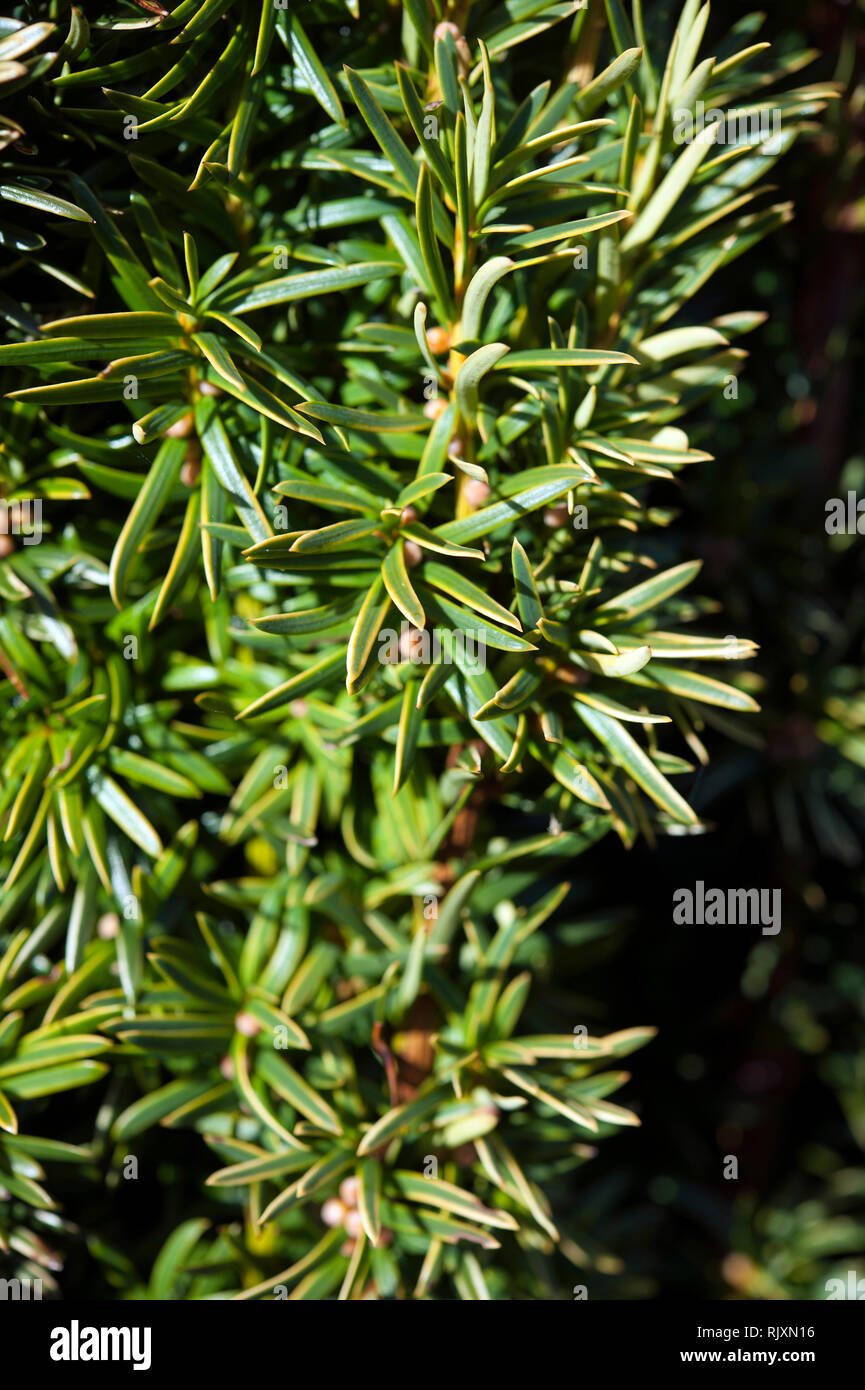 Bunclody ireland hi-res stock photography and images - Alamy