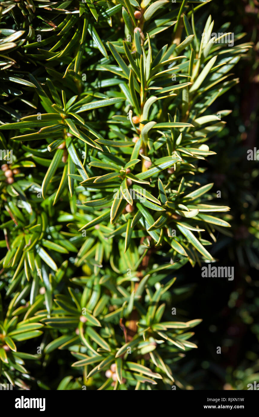 Bunclody, Wexford, Ireland, Europe Stock Photo - Alamy