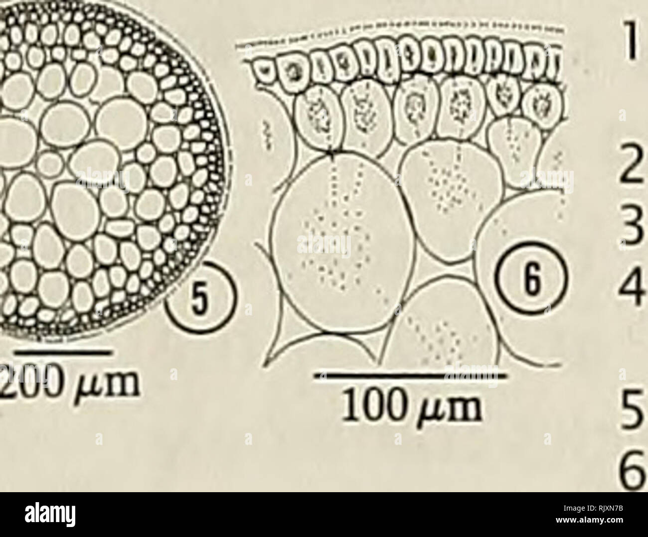 Rhodophyta Cell