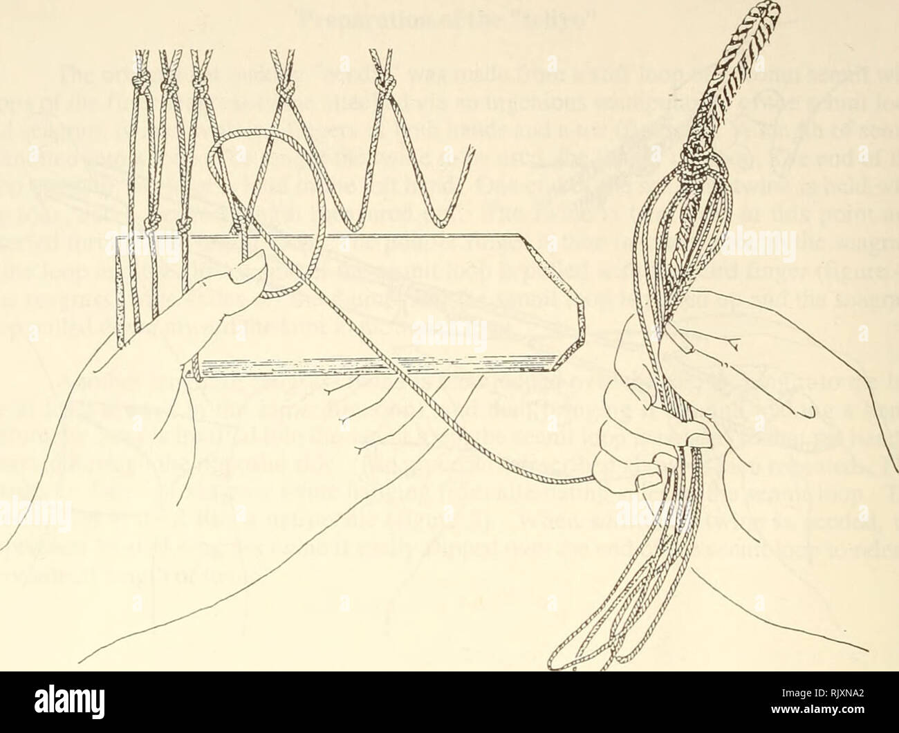 Laterally compressed fish hi-res stock photography and images - Alamy
