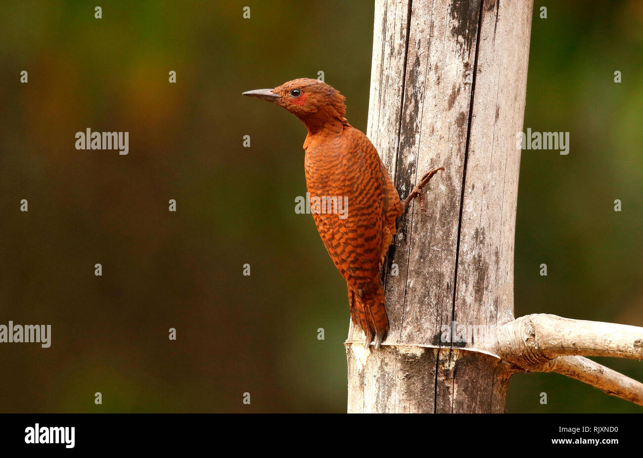 Rufous Woodpecker, Micropternus brachyurus, Ganeshgudi, Karnataka ...