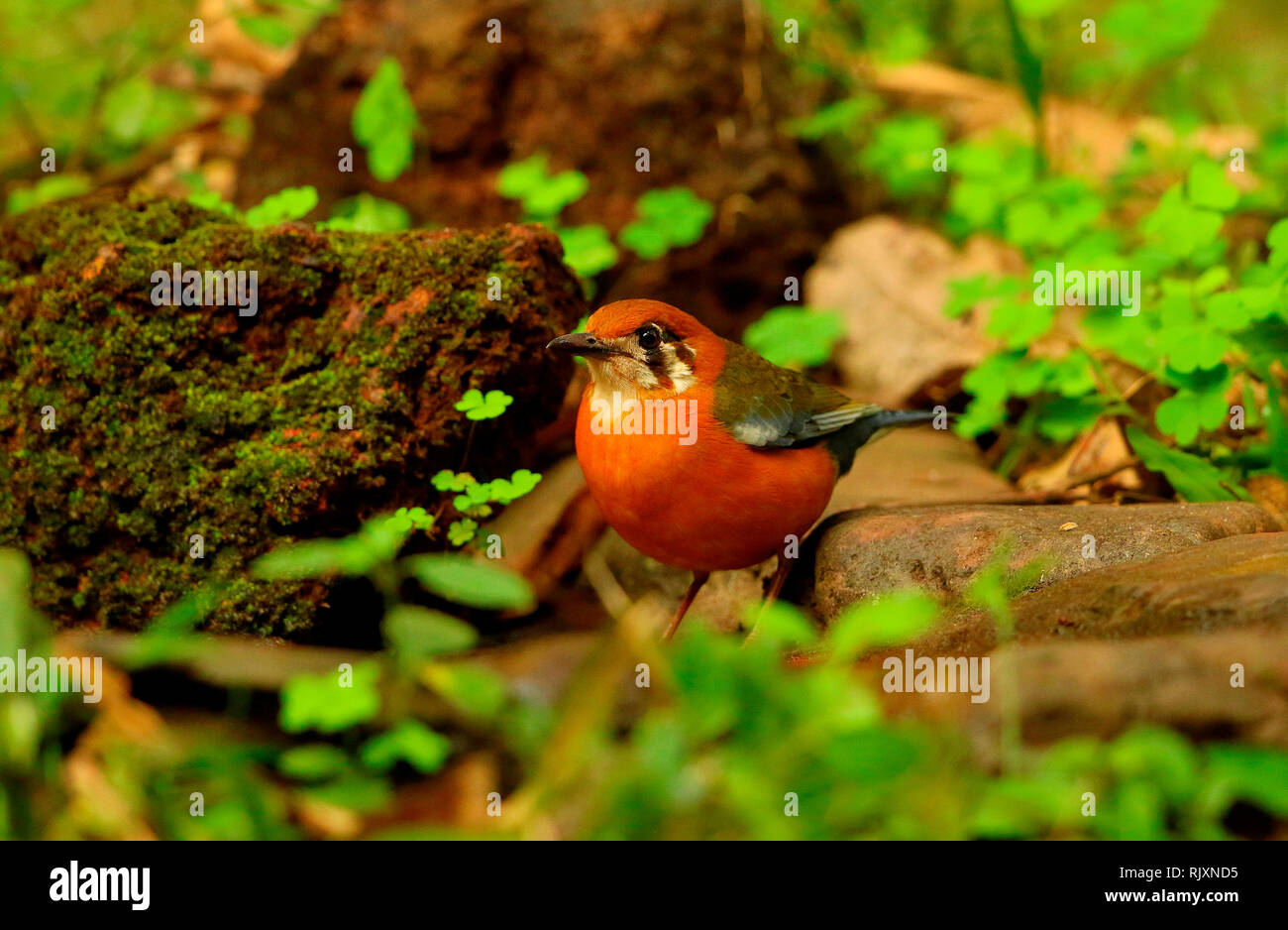 Orange headed ground thrush, male, Geokichla citrina, Ganeshgudi ...