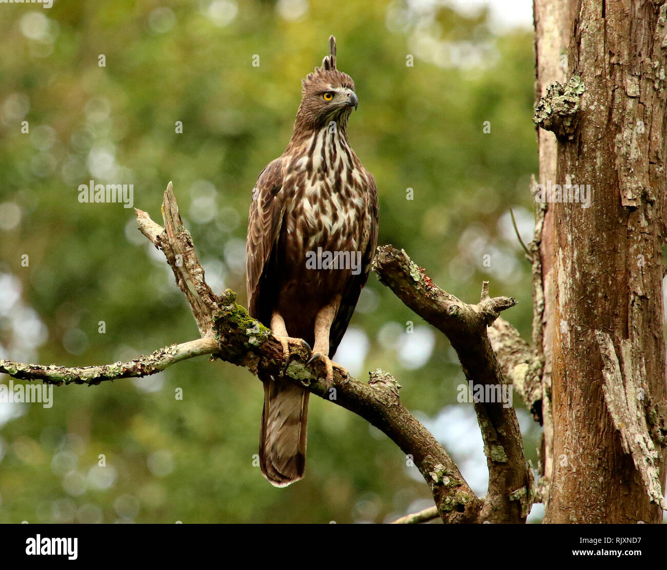 Changeable hawk-eagle or crested hawk-eagle, Nisaetus cirrhatus ...