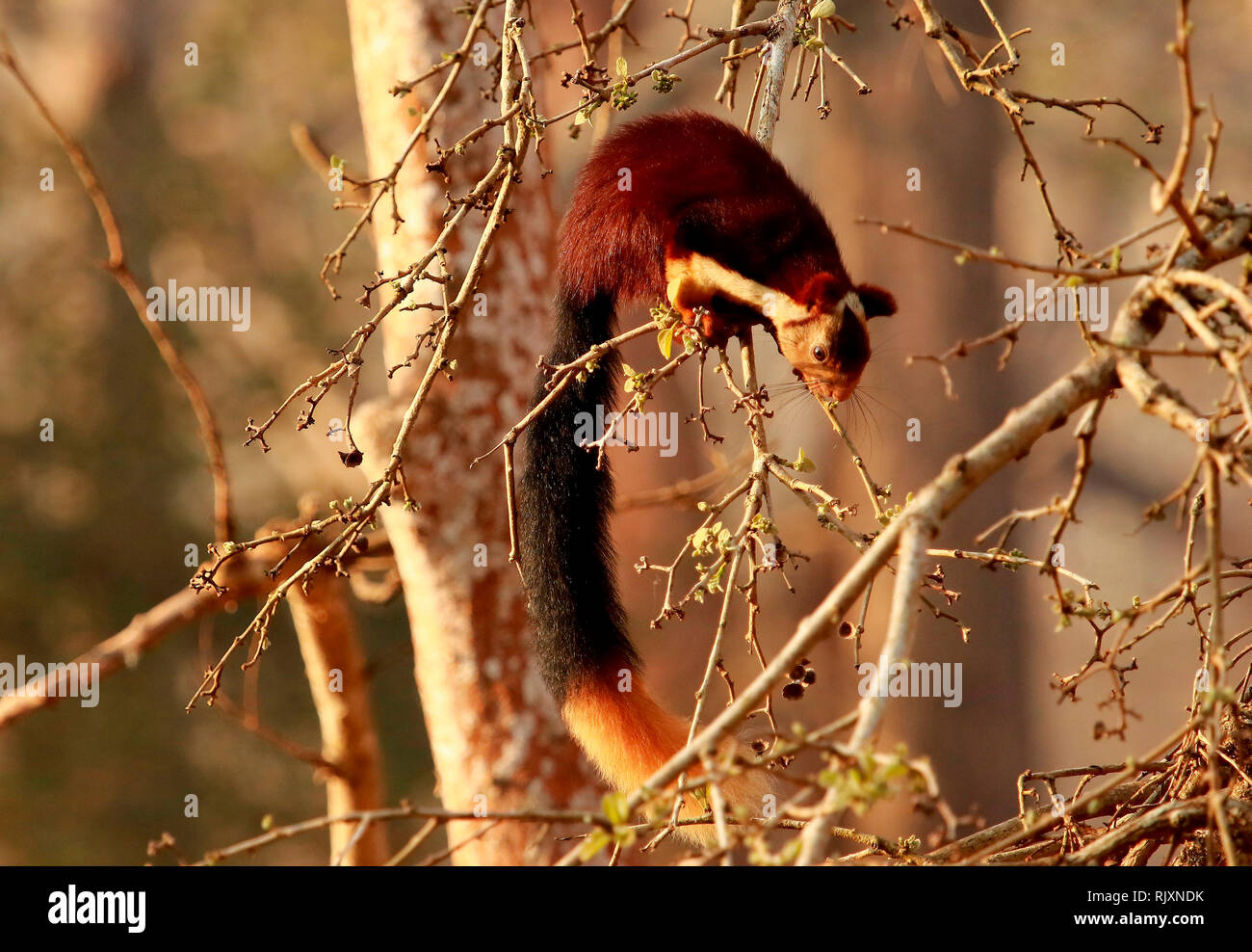 Ratufa indica hi-res stock photography and images - Alamy