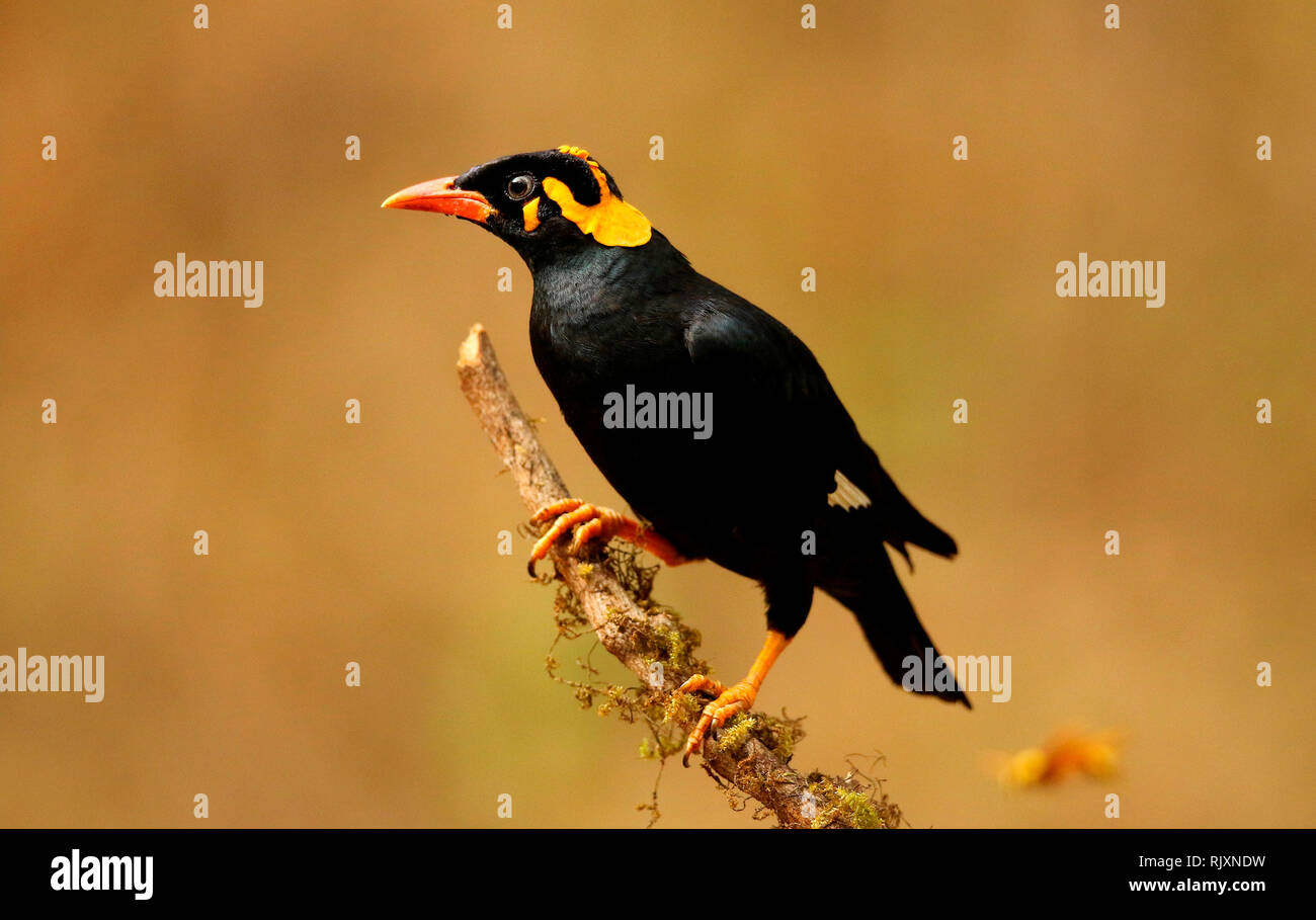 Hill Myna, Gracula religiosa, Ganeshgudi, Karnataka, India Stock Photo ...