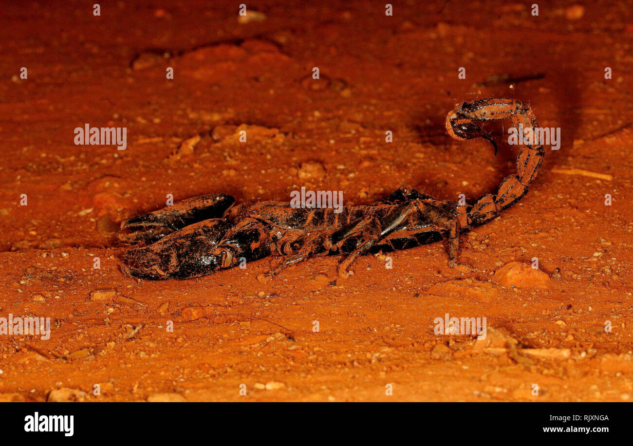 Scorpion fight hi-res stock photography and images - Alamy
