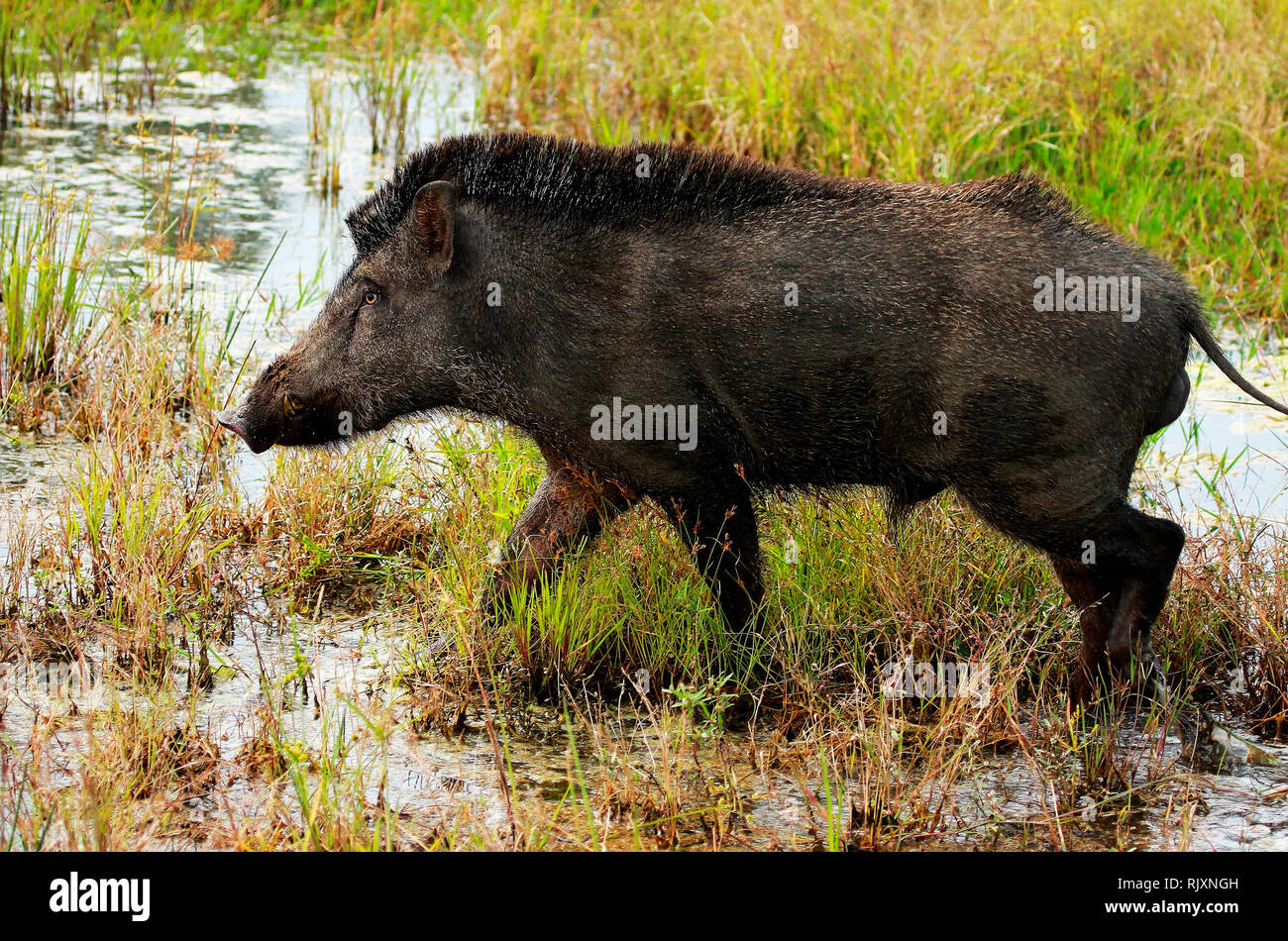 Wild boar, Sus scrofa, male, Bandipur National park, Karnataka, India ...