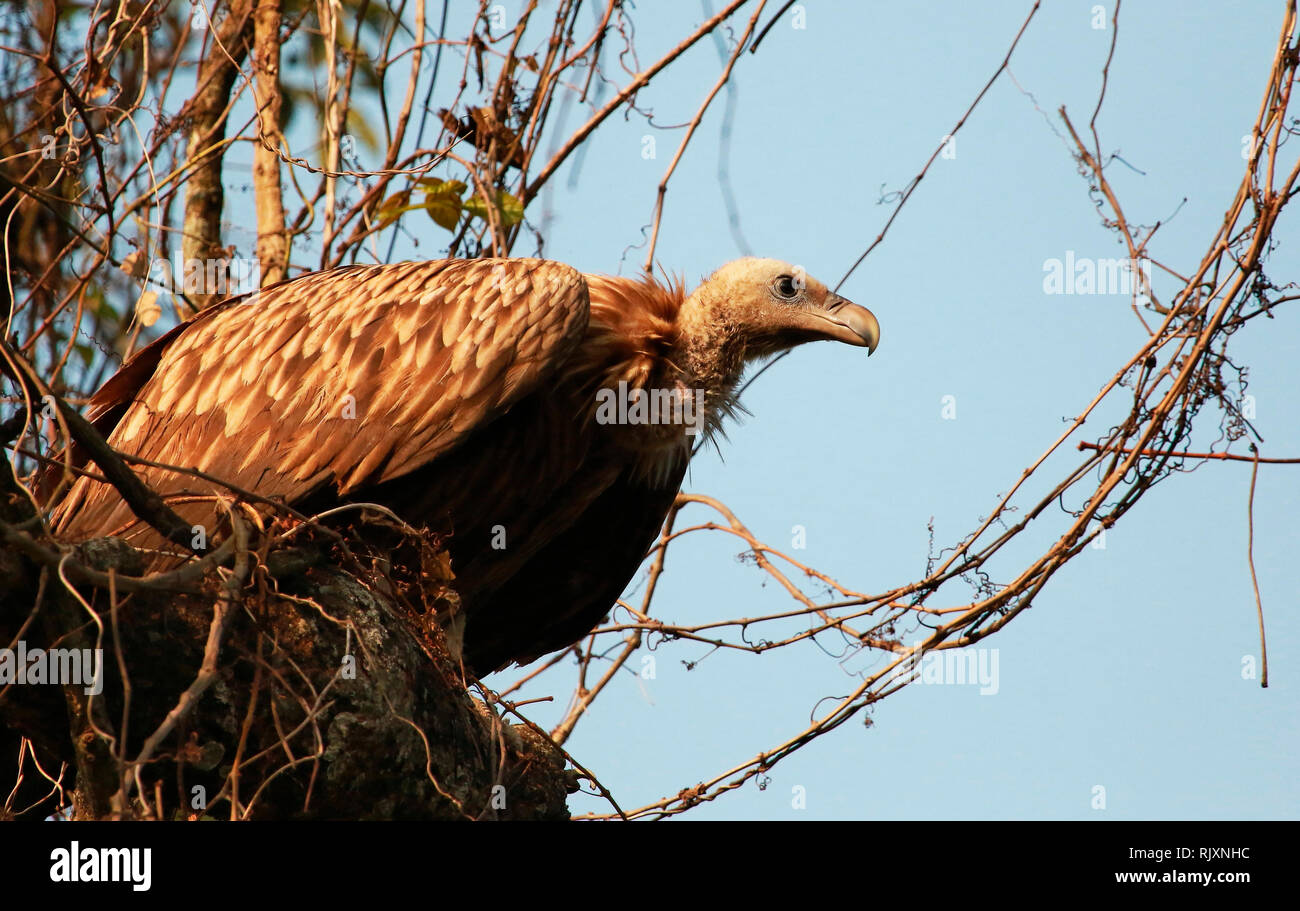 Long billed vulture, Gyps tenuirostris, Kaziranga, National park, Assam ...