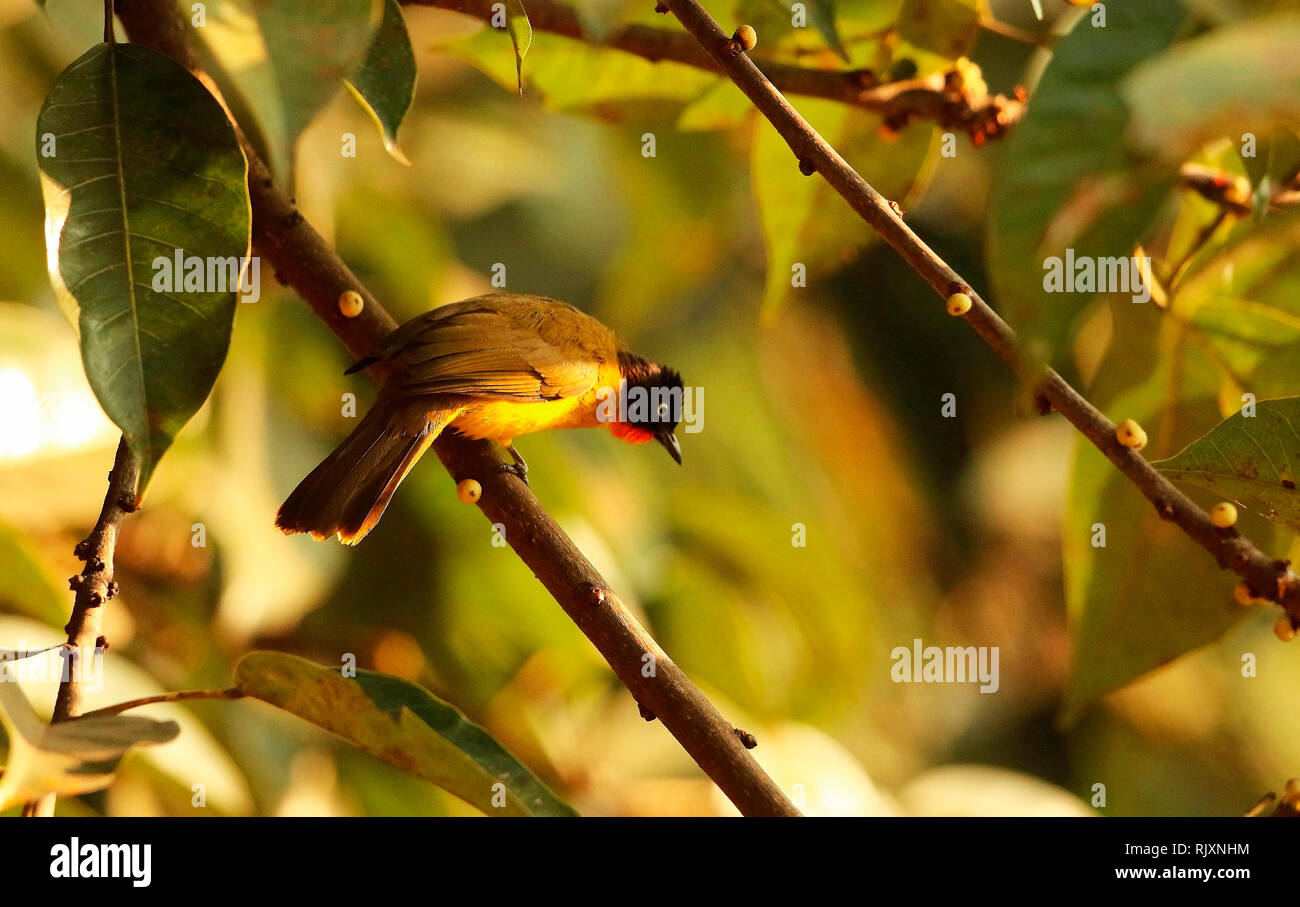 Flame throated bulbul, Pycnonotus gularis, Ganeshgudi, Karnataka, India ...
