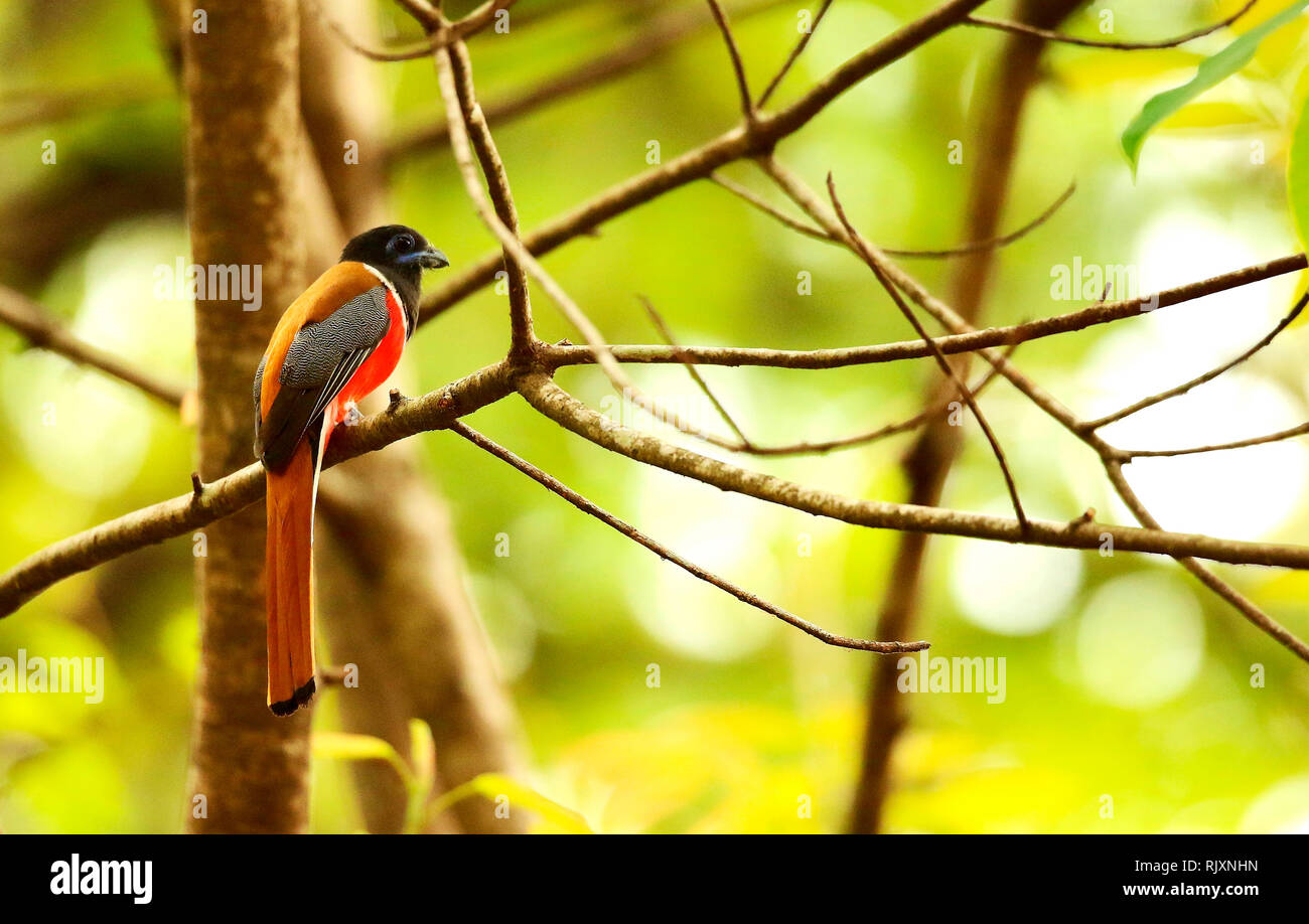 Red trogon hi-res stock photography and images - Alamy