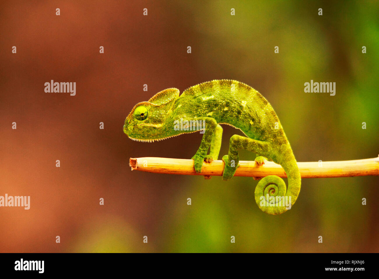 Indian chameleon, Chamaeleo zeylanicus, Bandipur National Park ...