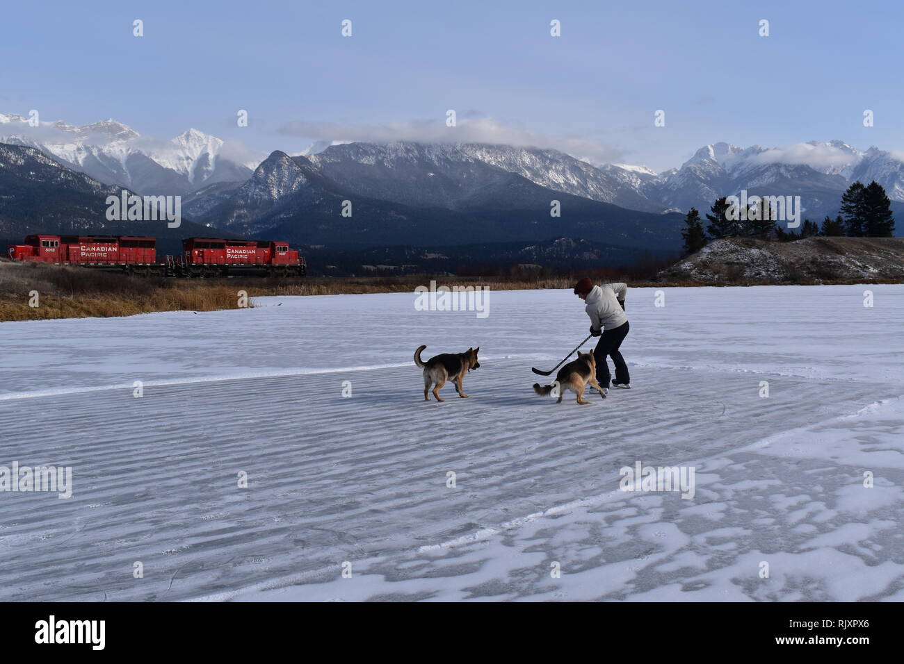A man practices his stick handling, keeping the puck away from his dogs ...