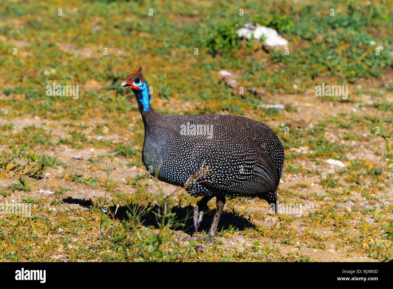 Tanzania guineafowl bird african hi-res stock photography and images ...